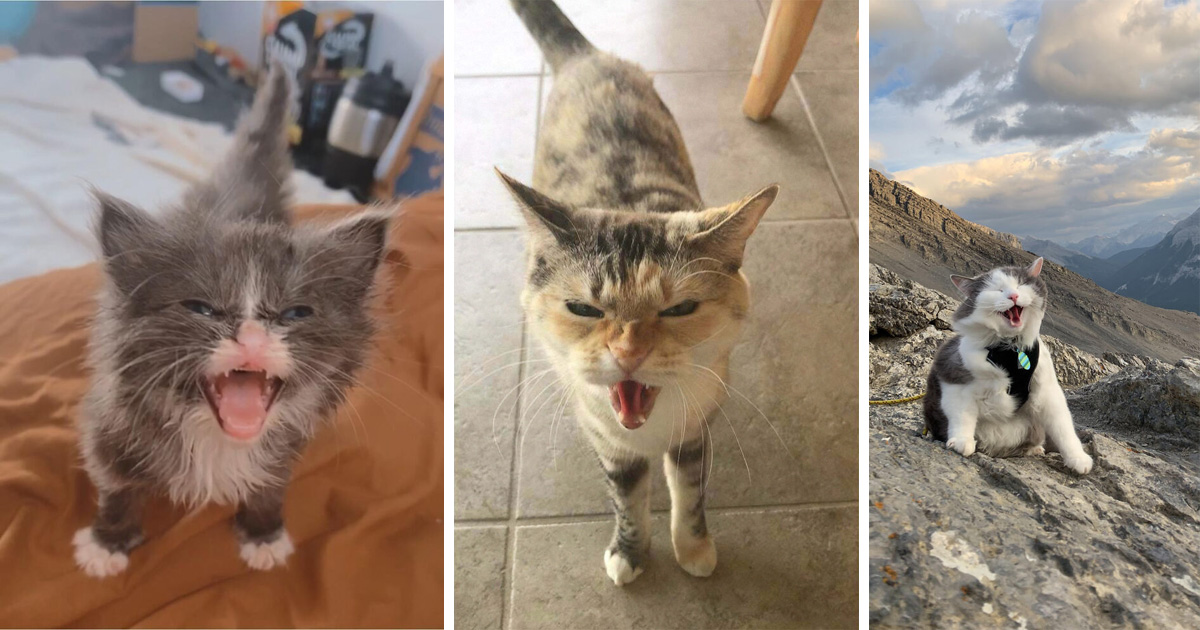11 roliga bilder på katter som jamar så högt att du nästan kan höra ...